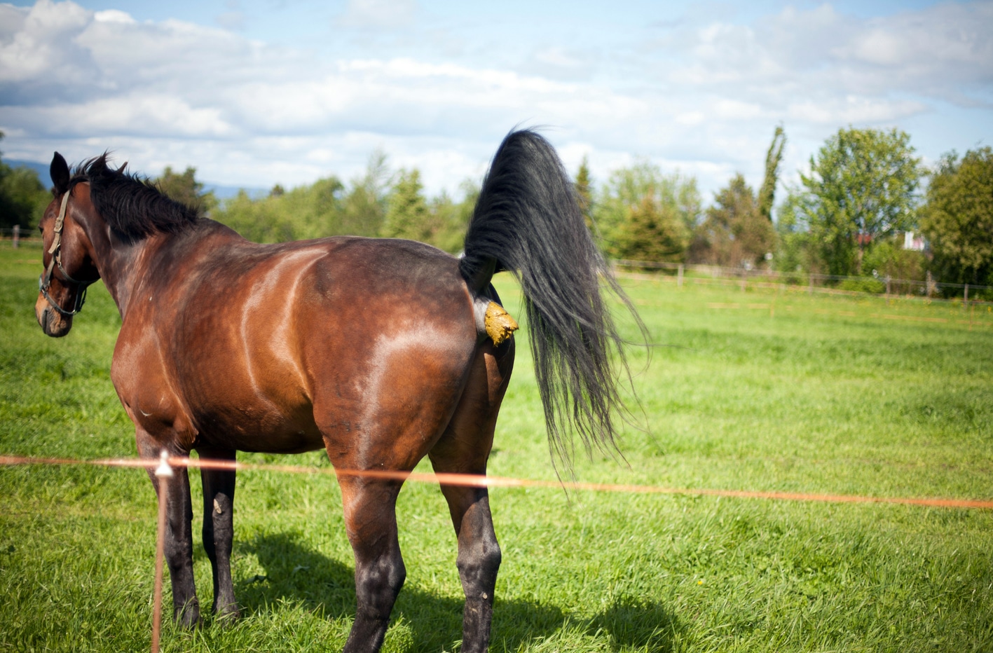 A case of Coprophagy with Dr Peter Huntington - Equestrian Hub
