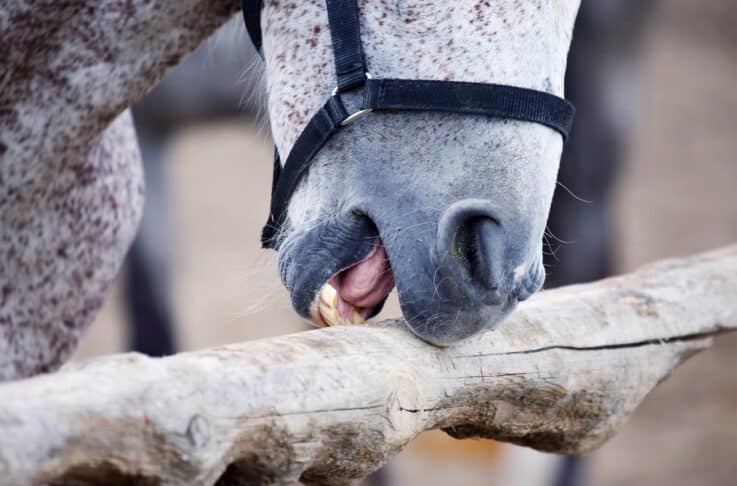 Horses behaving badly? Causes and treatments. - Equestrian Hub