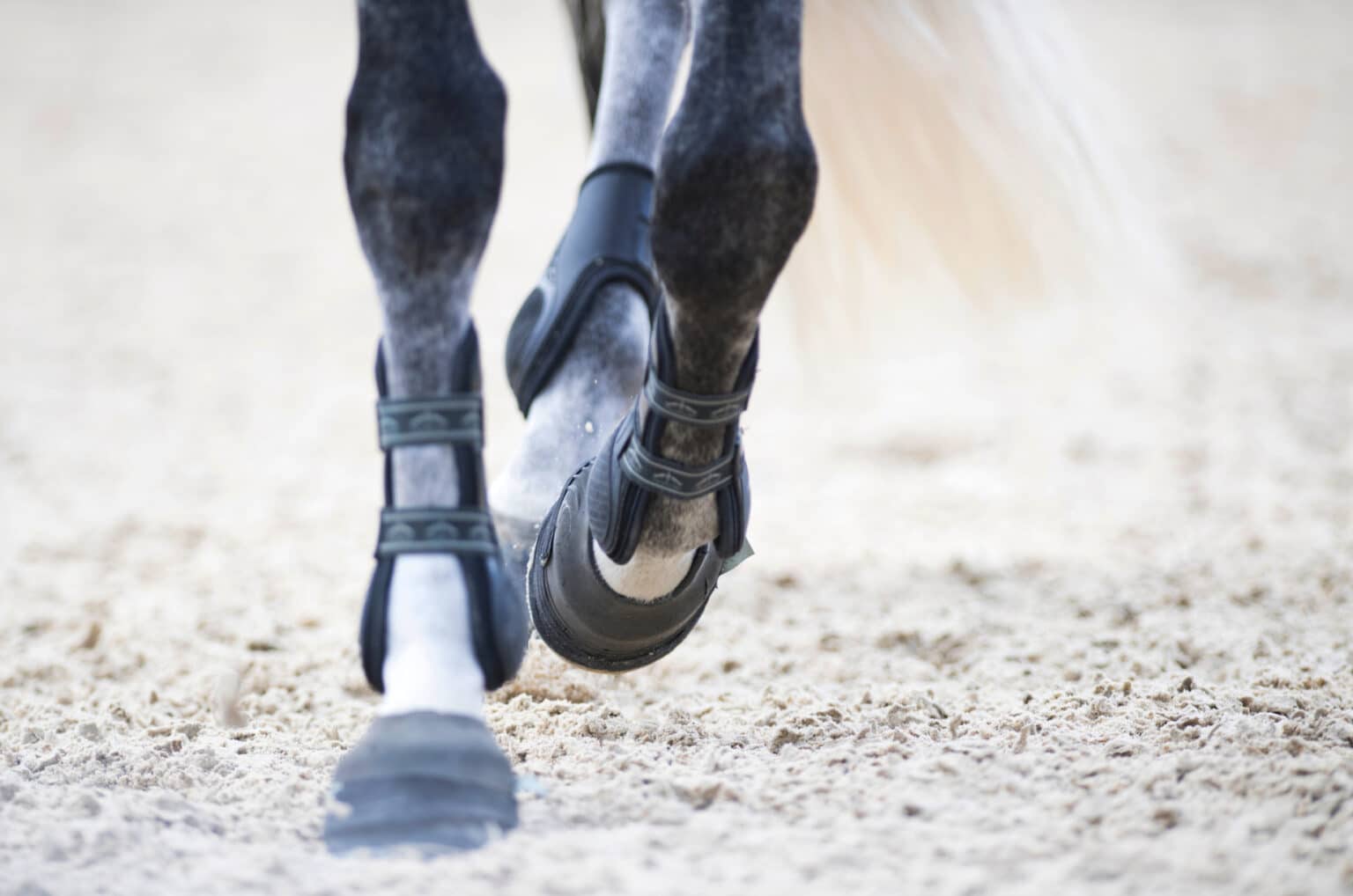 Cellulitis: It’s causes and treatment - Equestrian Hub