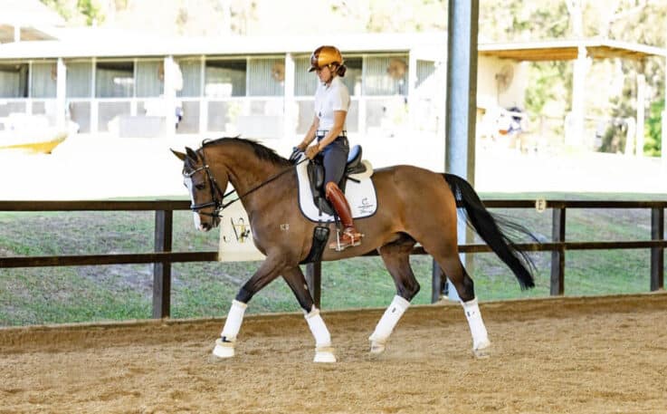 The all-important half halt - Equestrian Hub
