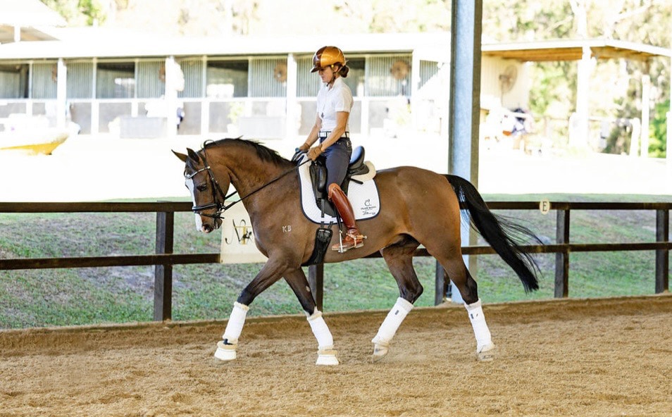 The all-important half halt - Equestrian Hub