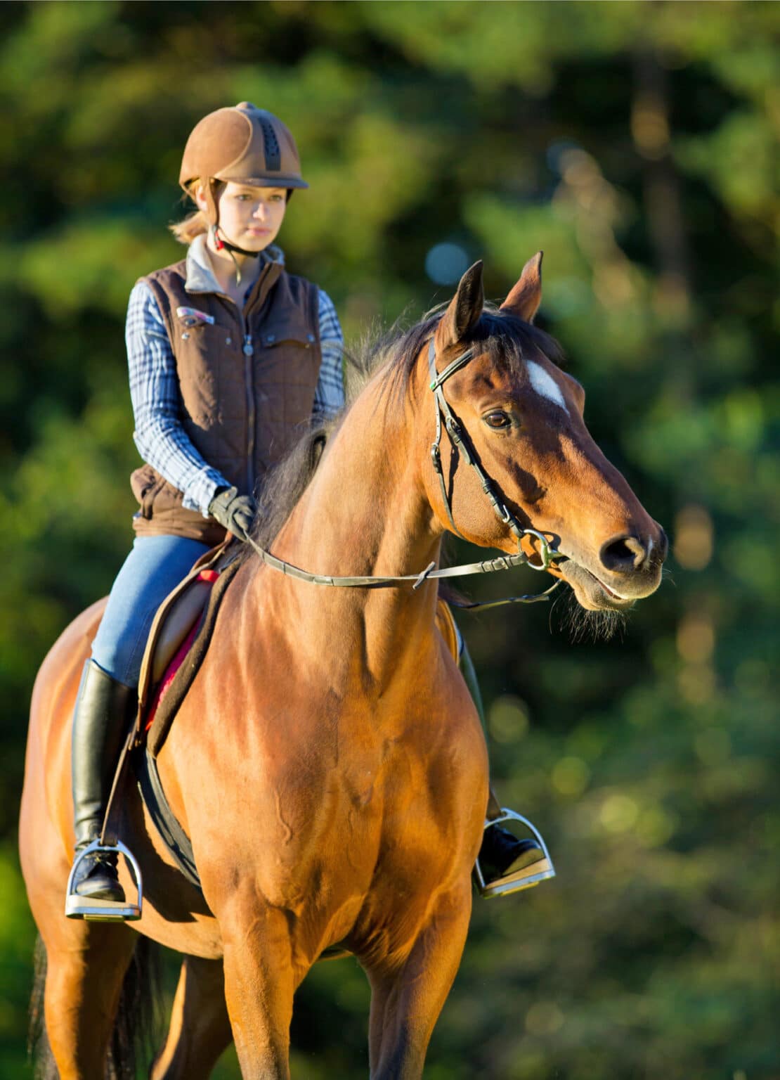Social licence and the Five Domain Model - Equestrian Hub
