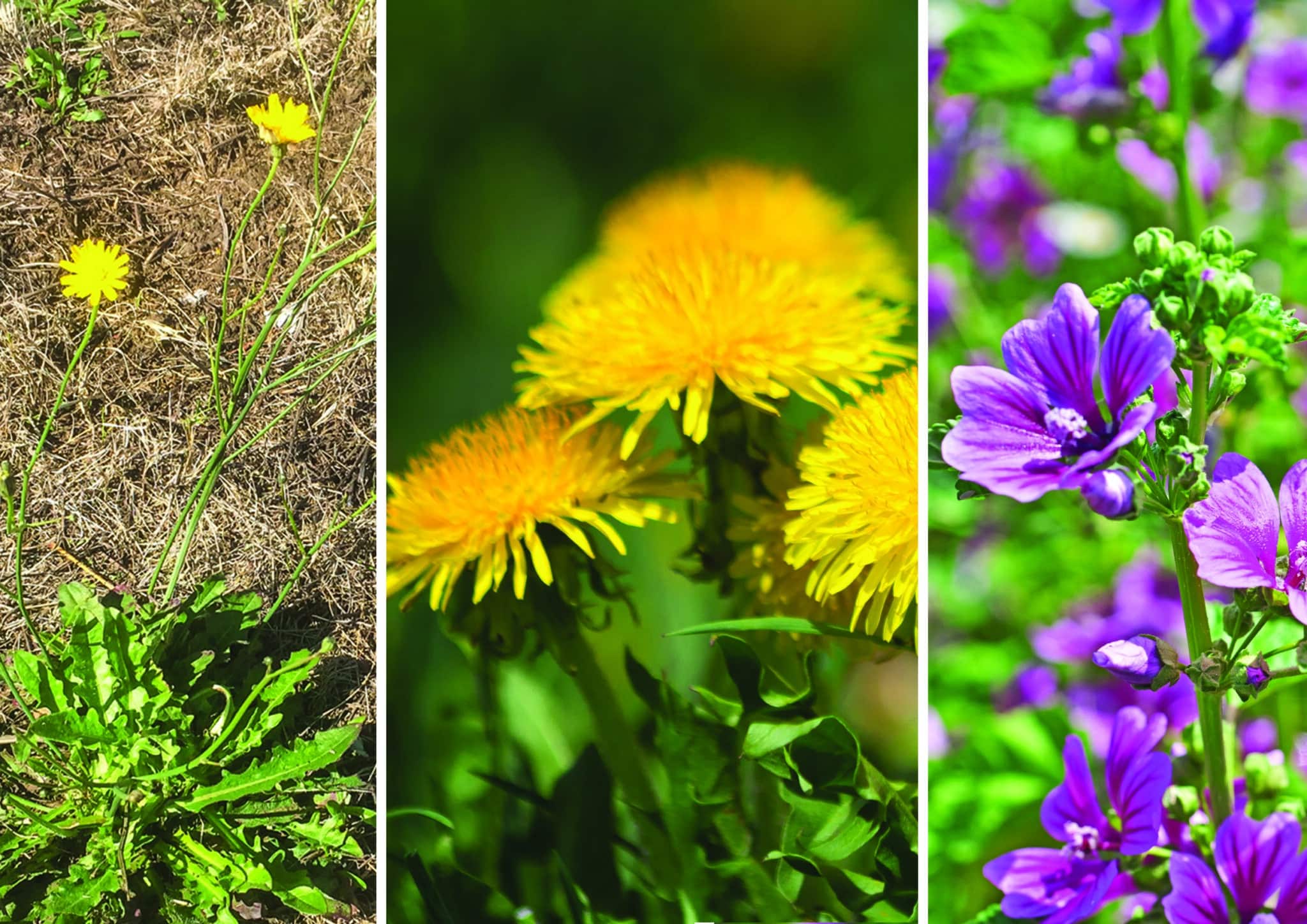 Vet vibes: Stringhalt – its symptoms, causes and treatment - Equestrian Hub