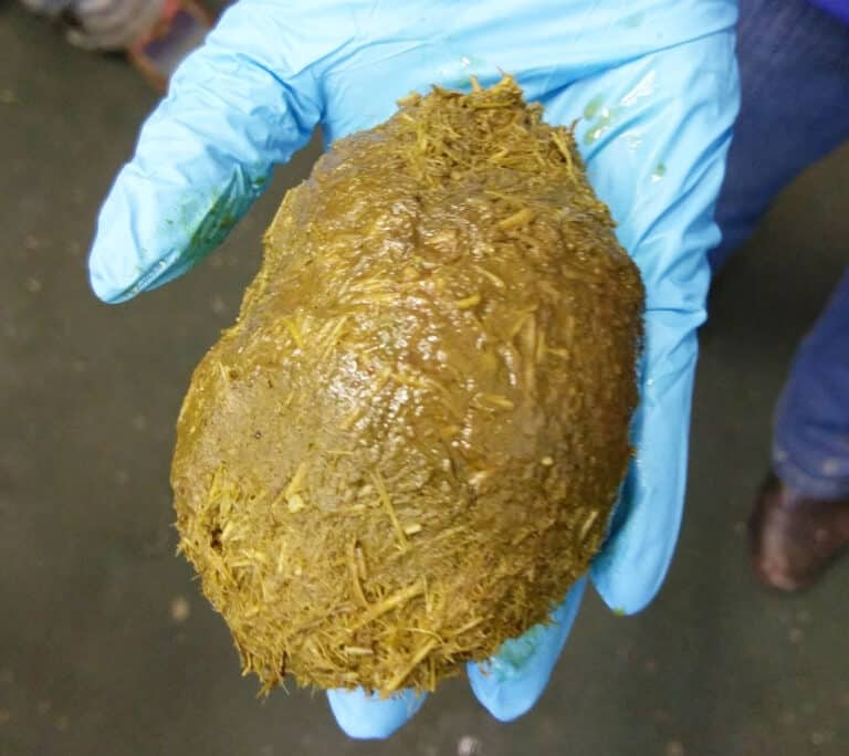 Vet Vibes: A deeper dive into enteroliths - Equestrian Hub